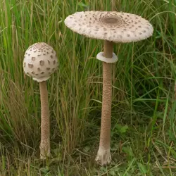 Kozák březový – výborná jedlá houba rostoucí pod břízami