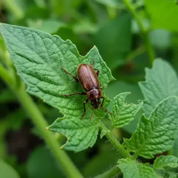 Chroust obecný (Melolontha melolontha) – škůdce kořenů i listů