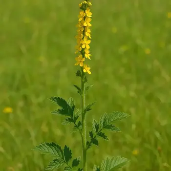 Řepík lékařský – účinky, sběr a zpracování